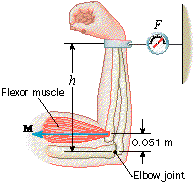 Solved: A Person Exerts A Horizontal Force Of 162 N In The... | Chegg.com