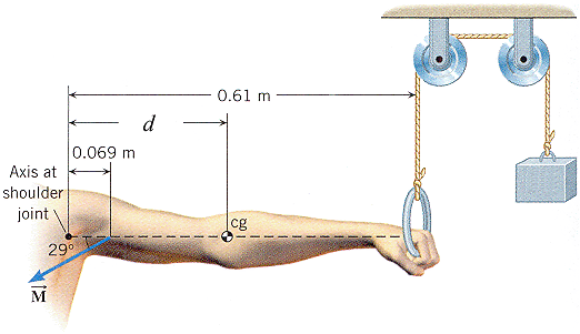 Solved: The Drawing Shows An Outstretched Arm (0.61 M In L... | Chegg.com