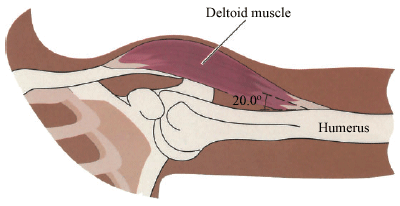 The Deltoid Muscle Connects The Shoulder Blade To ... | Chegg.com