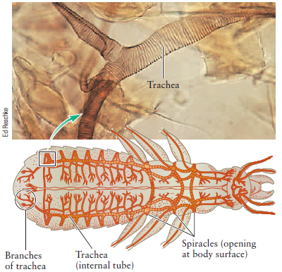 Solved: Insects Do Not Have Lungs Or A Blood Circulatory S... | Chegg.com