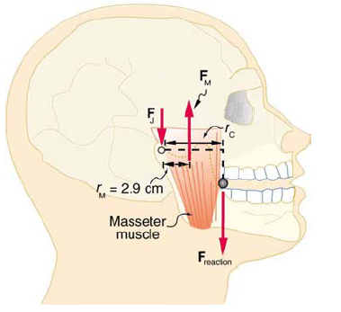 Solved: Unlike Most Of The Other Muscles In Our Bodies, Th... | Chegg.com
