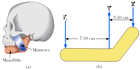 Solved: The Chewing Muscle, The Masseter, Is One Of The St... | Chegg.com
