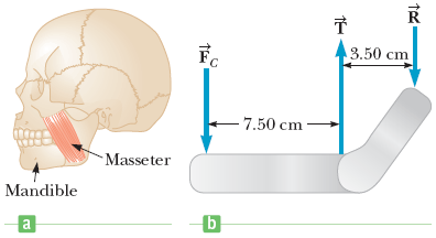 Solved: The Chewing Muscle, The Masseter, Is One Of The St... | Chegg.com