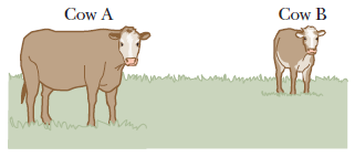 Solved: You Stand In A Flat Meadow And Observe Two Cows (s... | Chegg.com